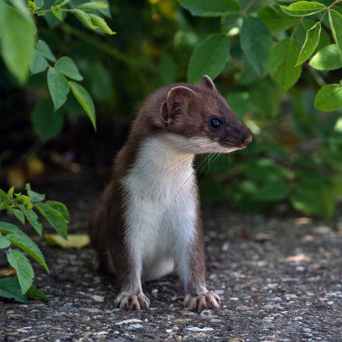 Wiesel – Wildtierdruck GmbH